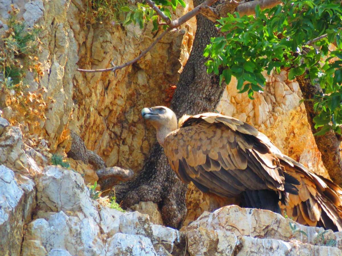 Island of Plavnik - eco islet between Krk and Cres, Croatia